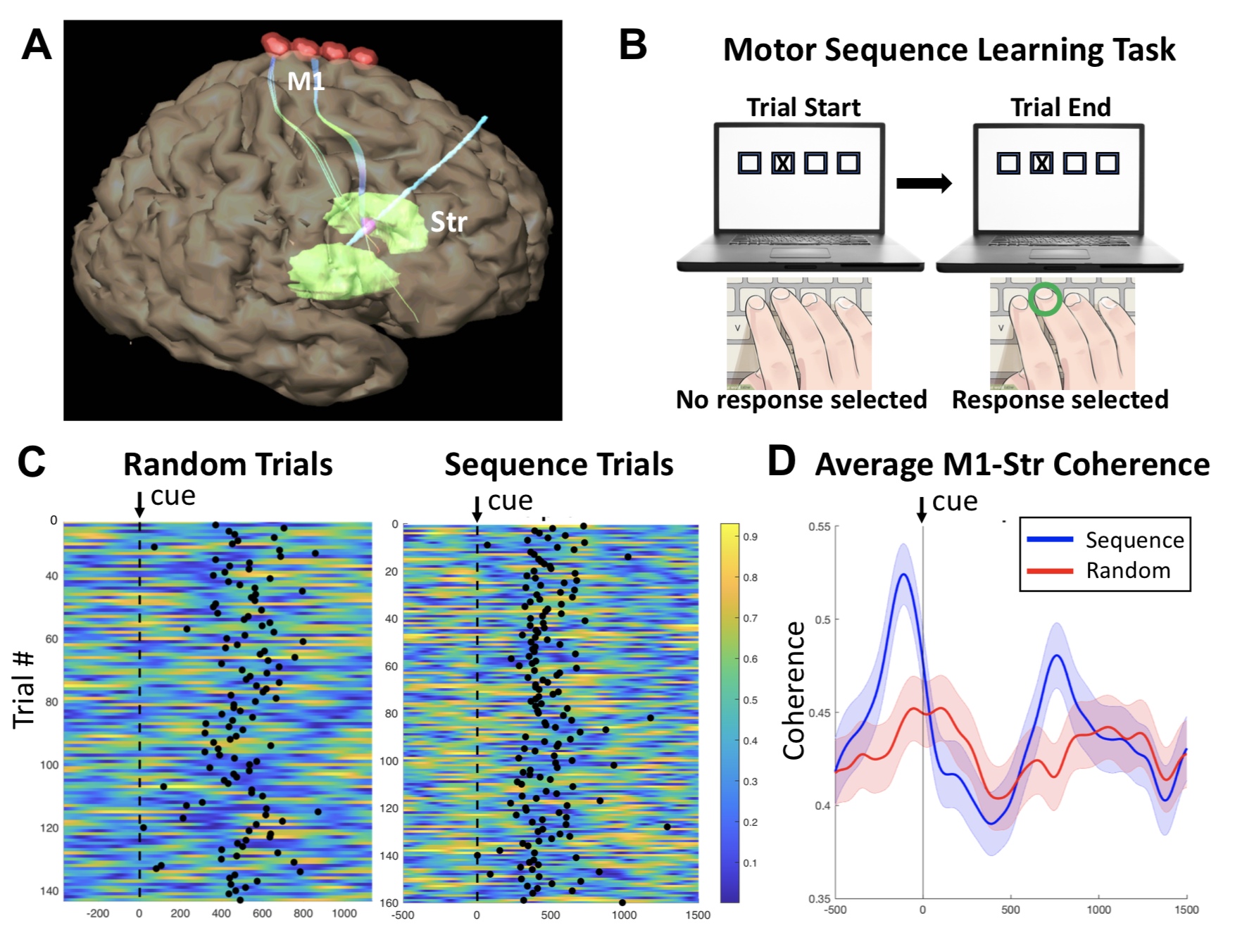 Motor Sequence Learning Wang Lab Unraveling Circuit Dynamics Of Human Motor Behavior